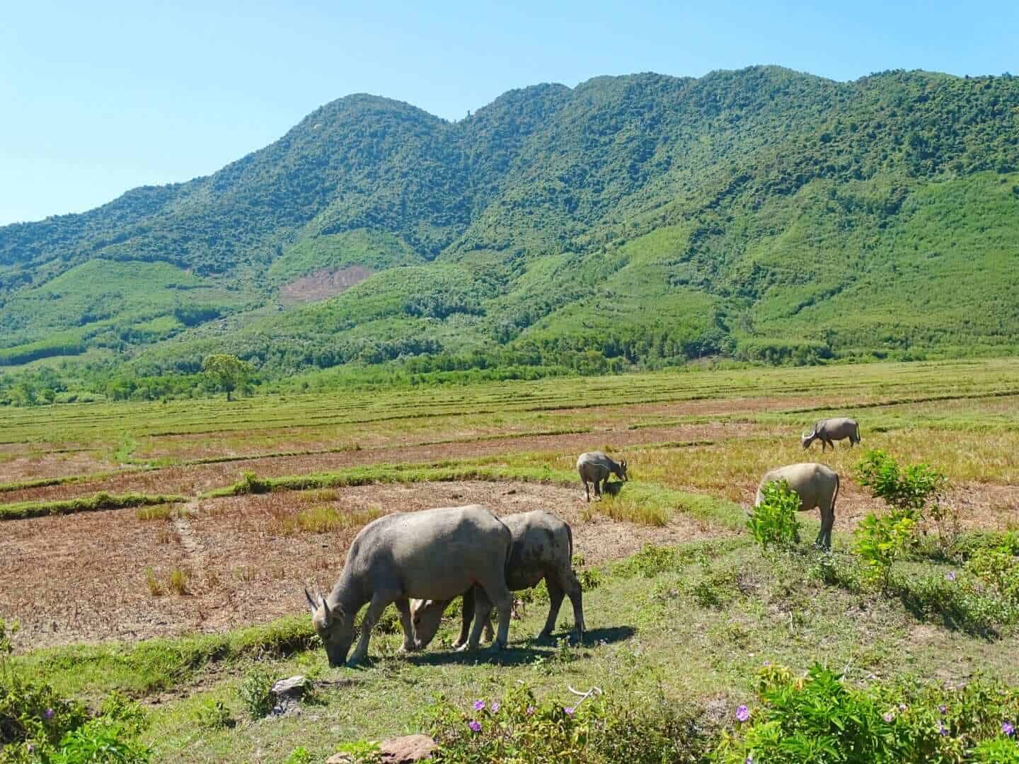 Hai Van Pass Guide: Tips & Essential Stops! - Where Goes Rose?