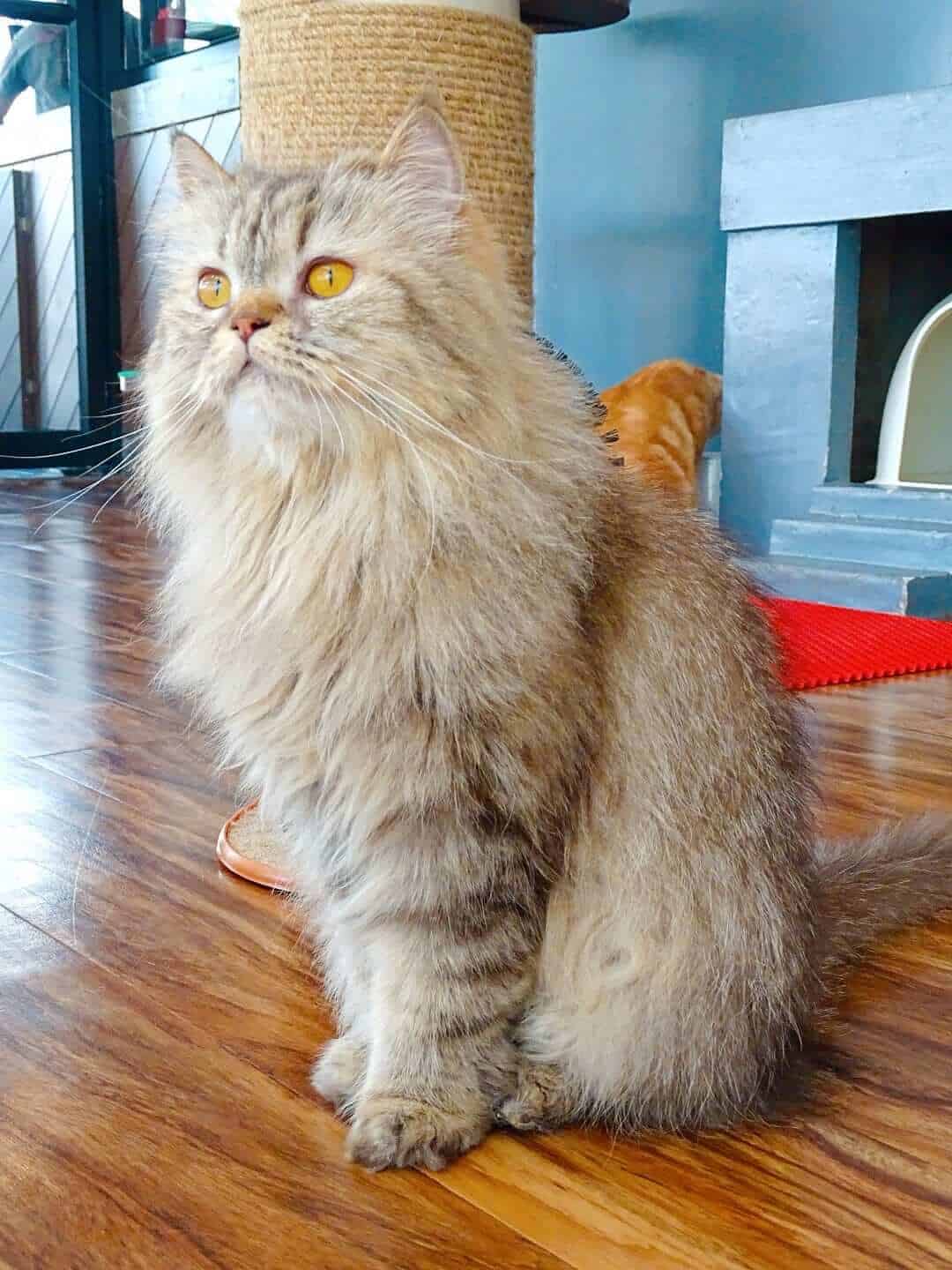 17 Fun & Cultural Things To Do in Chiang Rai, Thailand - Where Goes Rose?